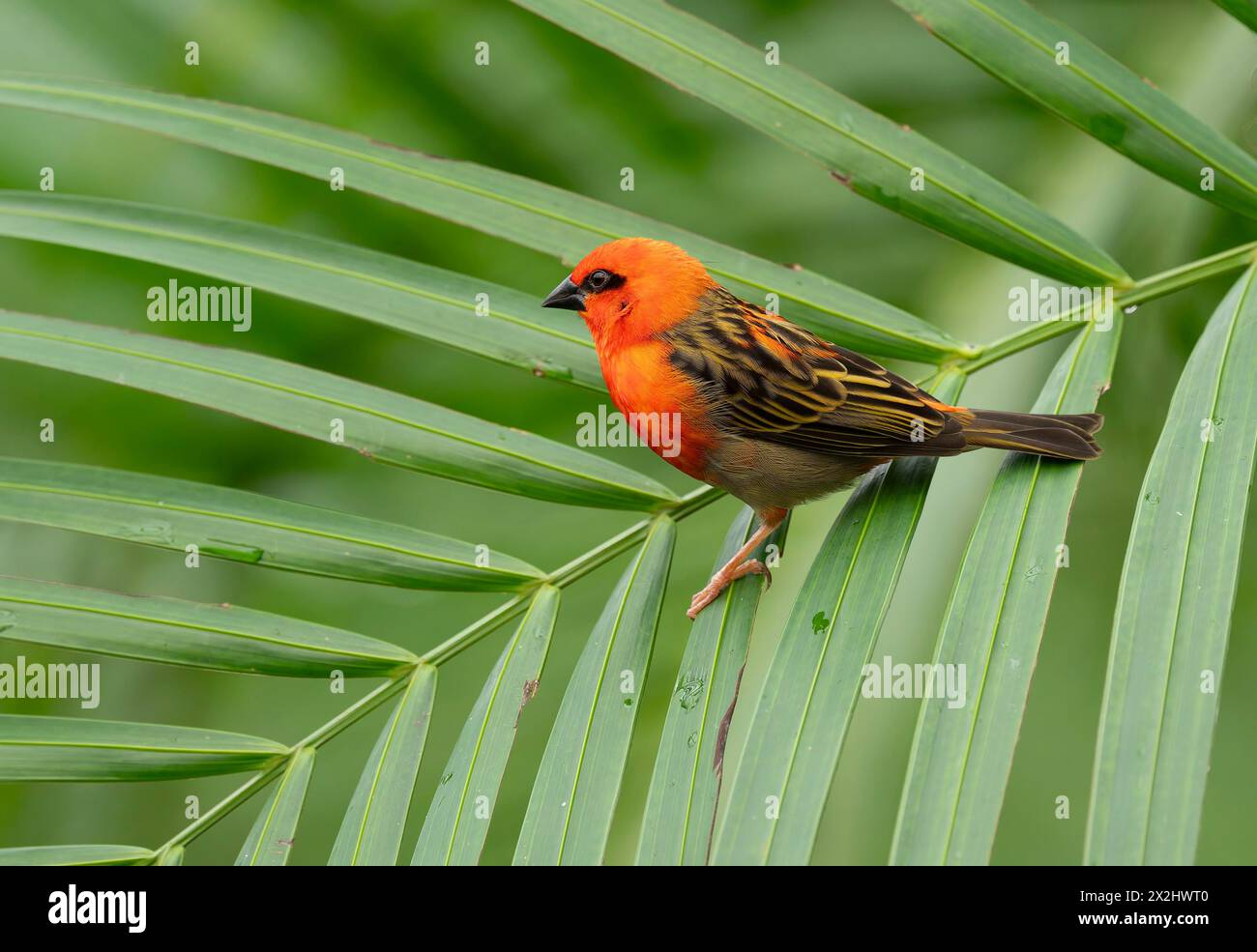 Red fody (Foudia madagascariensis), male, sitting on a palm tree ...