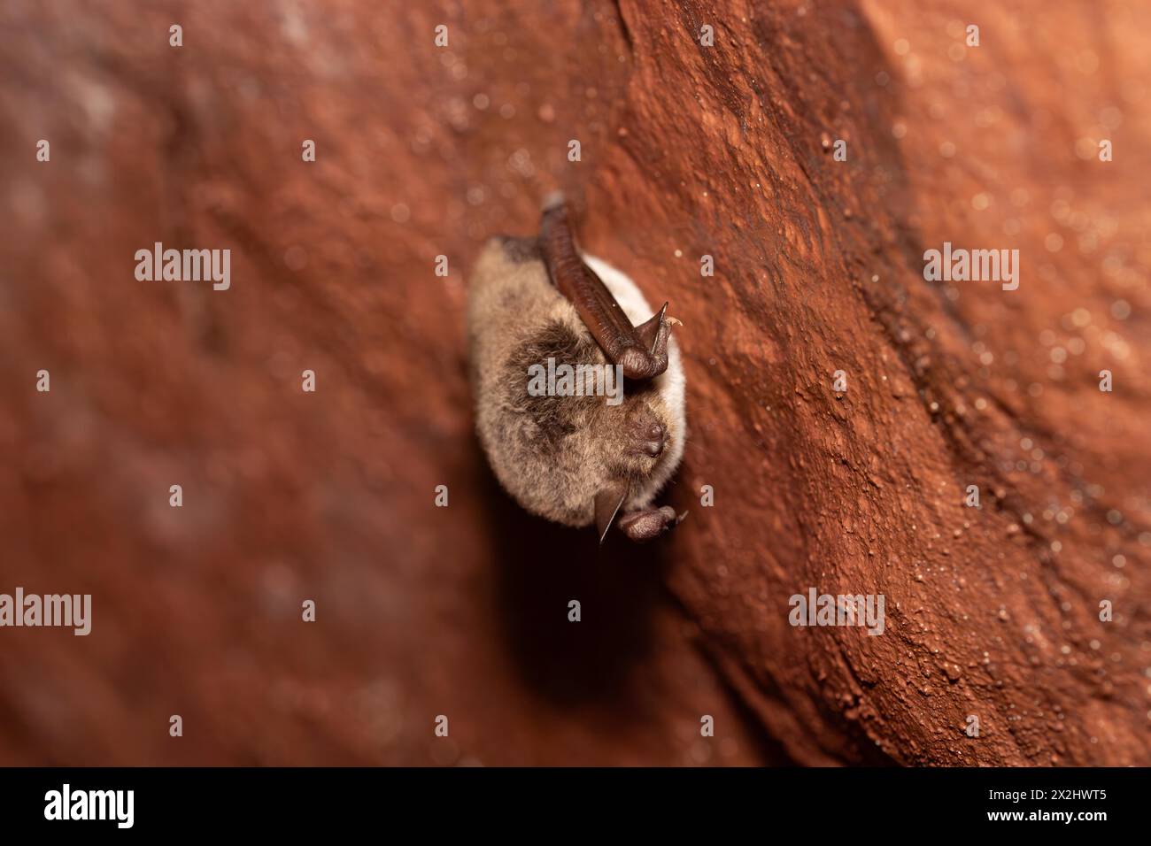 Daubenton's bat (Myotis daubentonii), hibernating in a cave, North ...