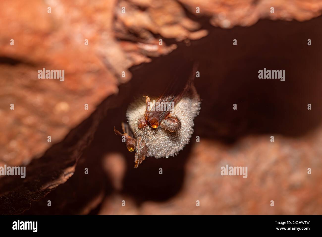 Hibernating animal underground hi-res stock photography and images - Alamy
