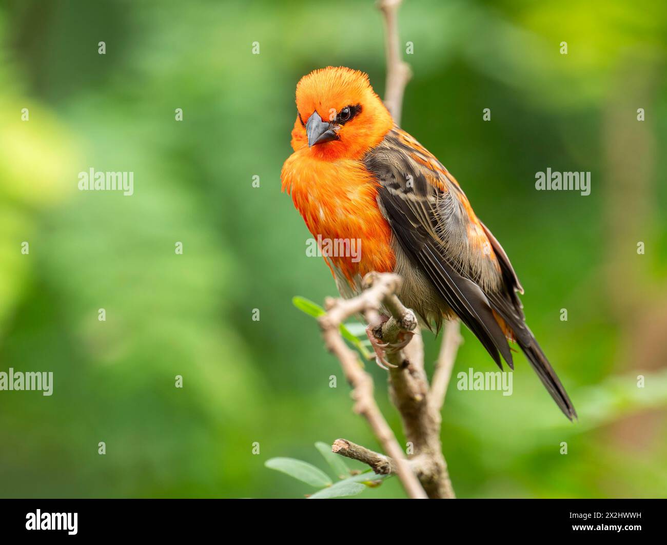 Red fody (Foudia madagascariensis), male, sitting on a branch ...