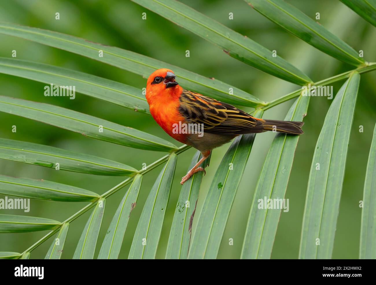 Red fody (Foudia madagascariensis), male, sitting on a palm tree ...