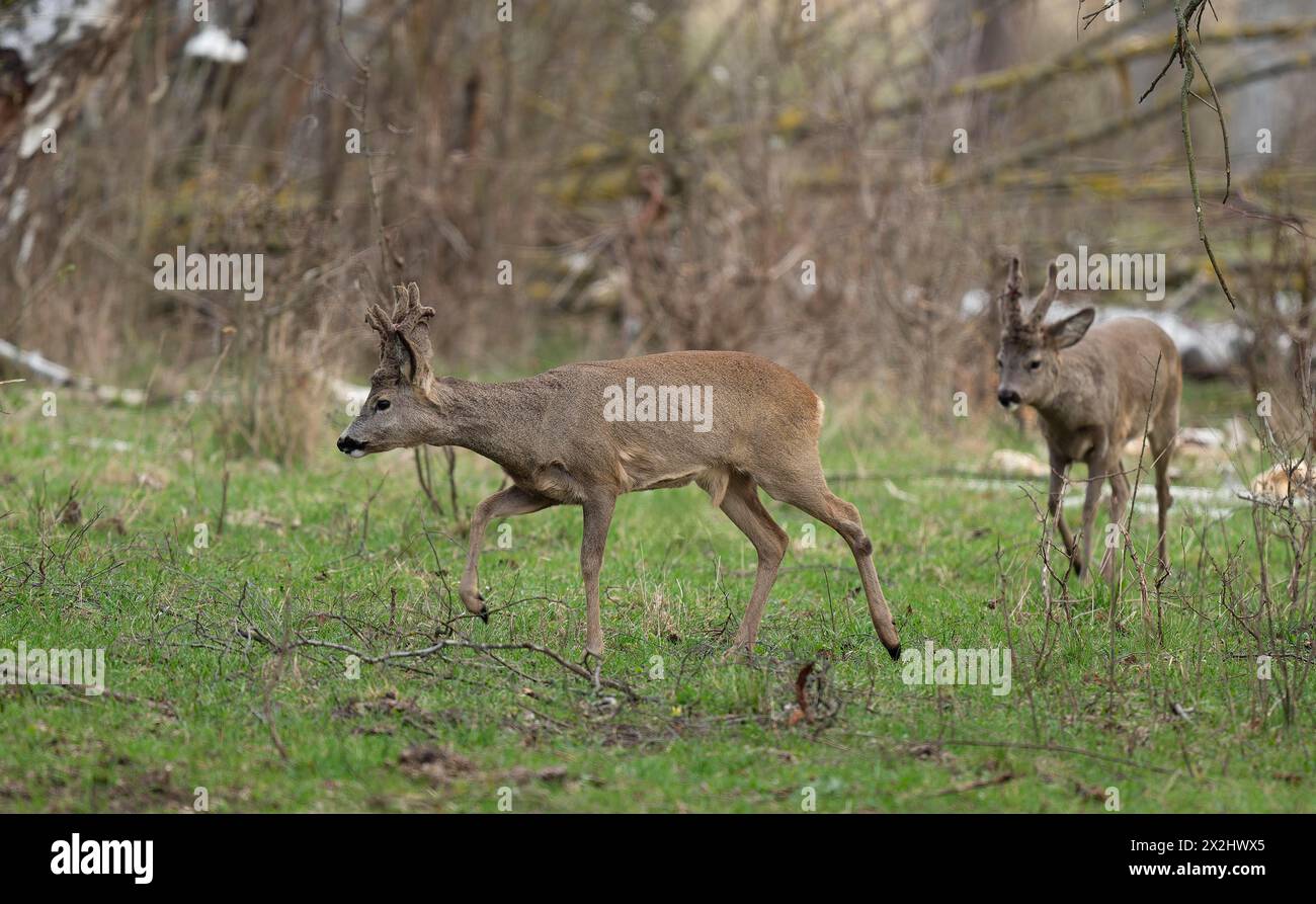European roe deers (Capreolus capreolus), two roe bucks with horns in ...