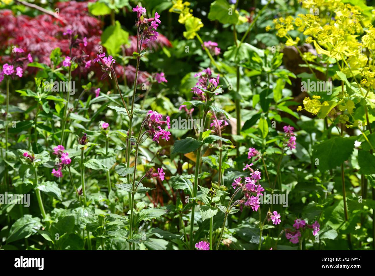 Bright pink spring flowers of red campion, Silene dioica in UK meadow ...