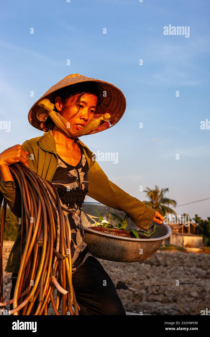 Viet Nam, Mekong River Delta, Women working in the rice fields Stock ...