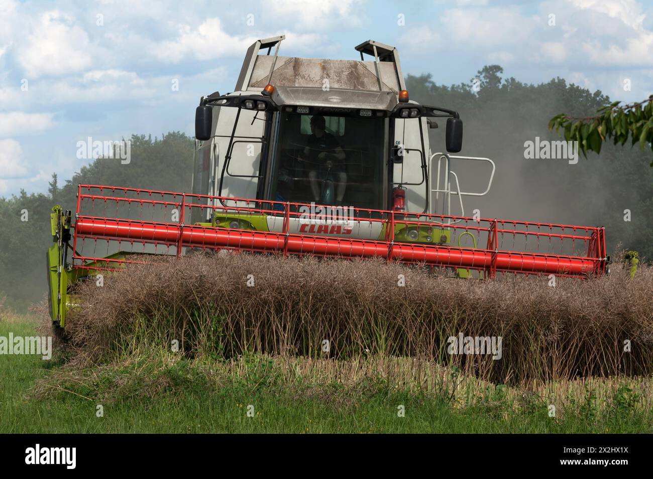 Combine harvester threshing rapeseed, Middle Franconia, Bavaria ...