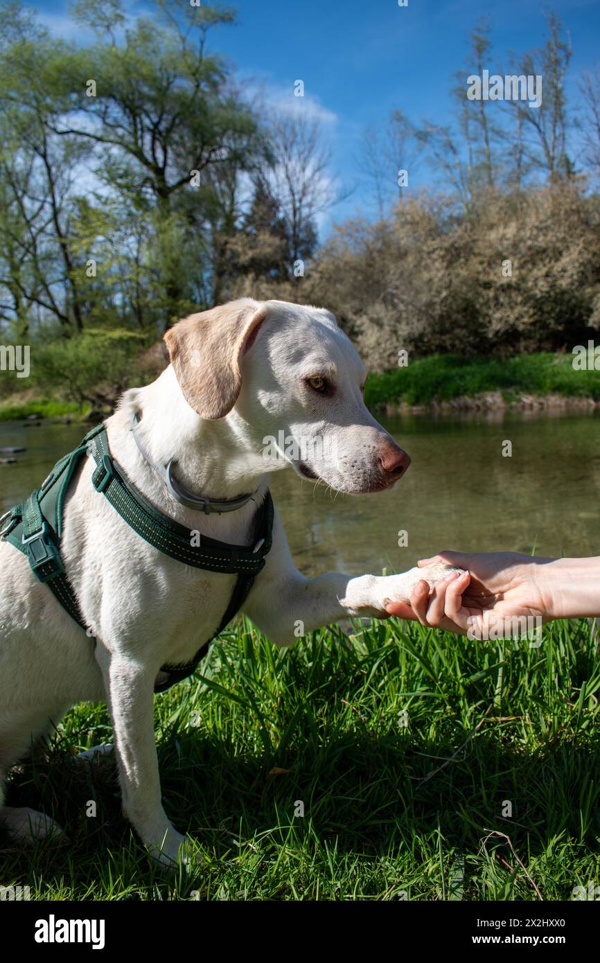A white dog gives its paw to a human hand Stock Photo - Alamy