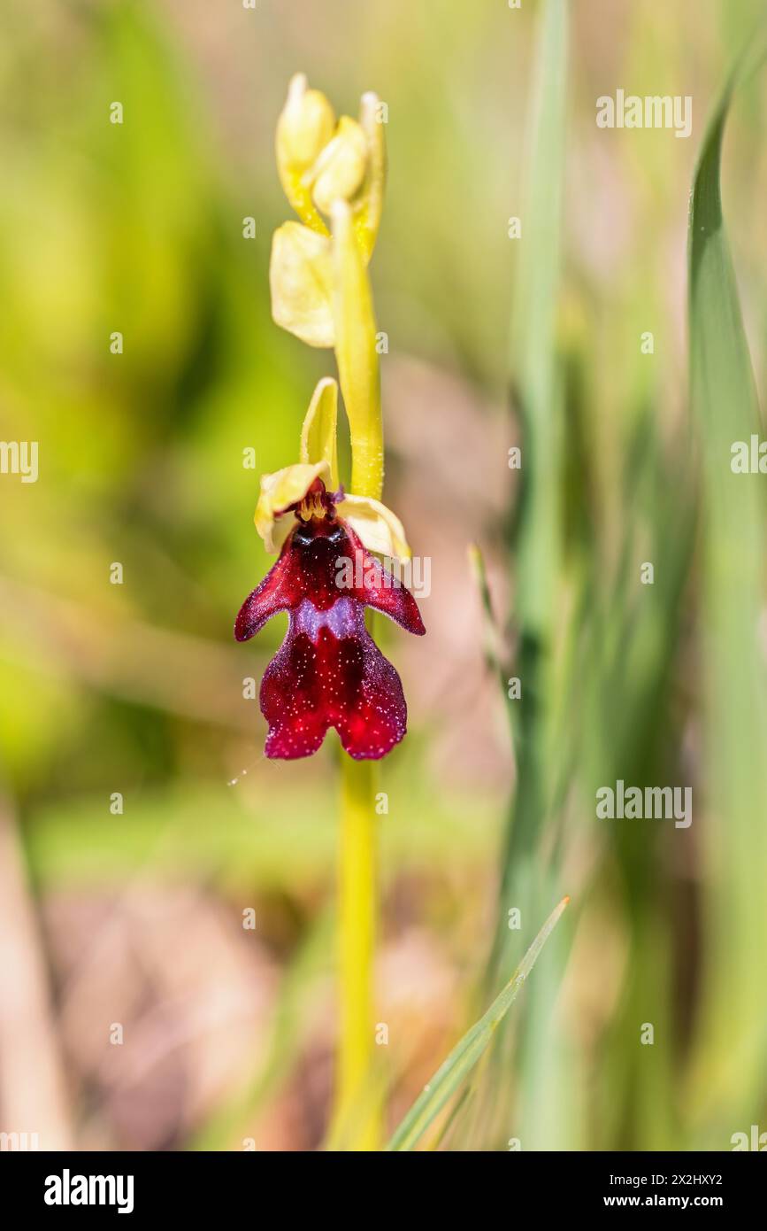 Fly orchid (Ophrys insectifera) in bloom on a meadow Stock Photo - Alamy