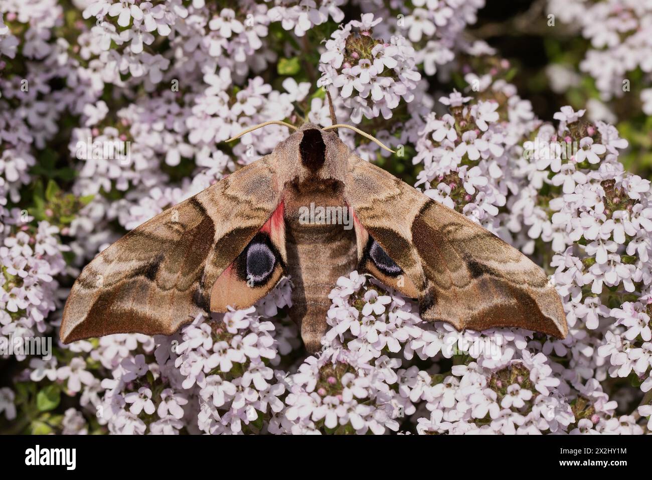 Eyed Hawk-Moth butterfly with open wings sitting on pink flowers from ...