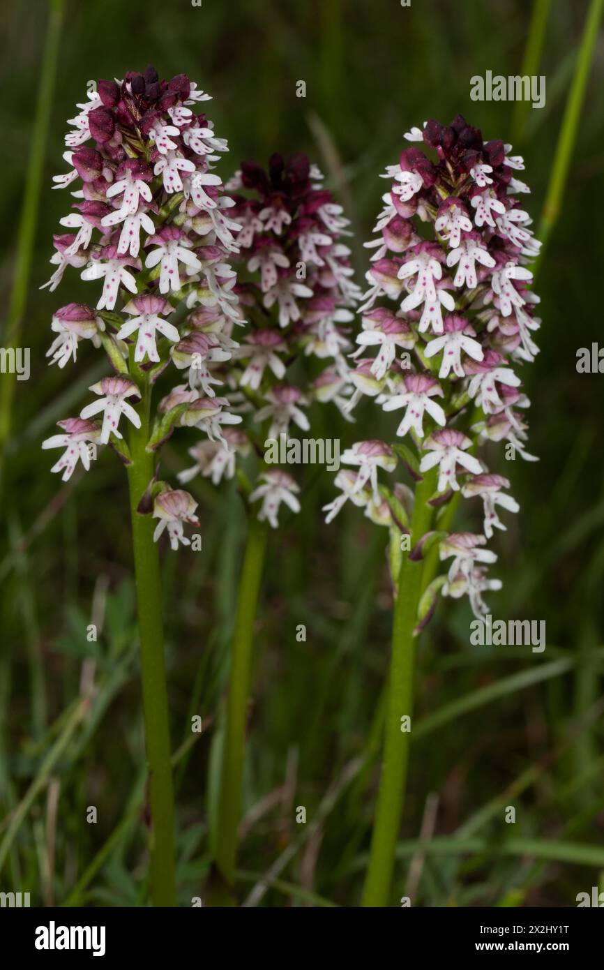 Fire orchid three inflorescences next to each other with many open ...