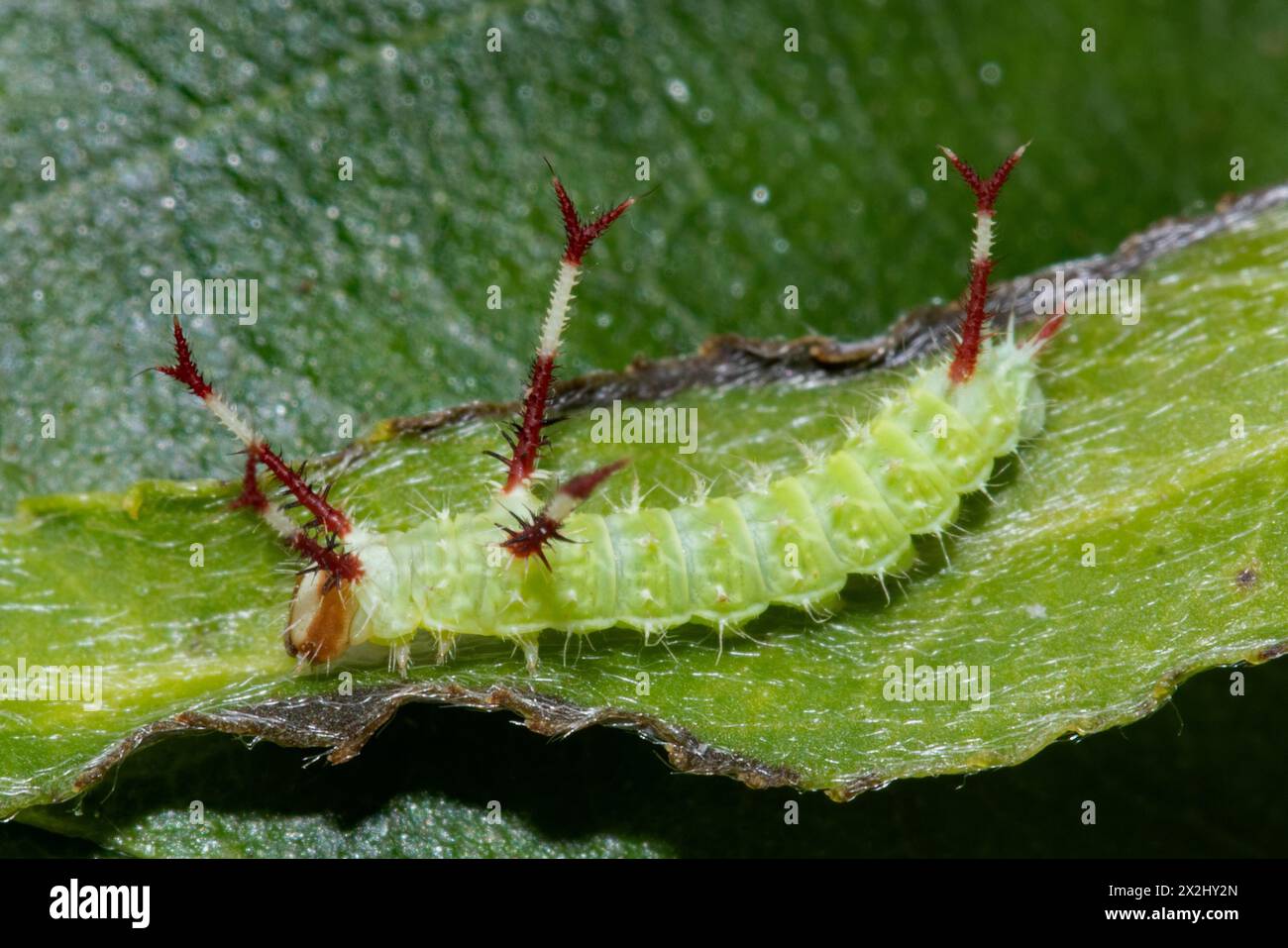 Nail spot young caterpillar in first instar with five red and white ...