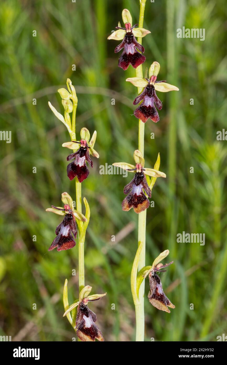 Fly orchid two inflorescences side by side with seven open brown-blue ...