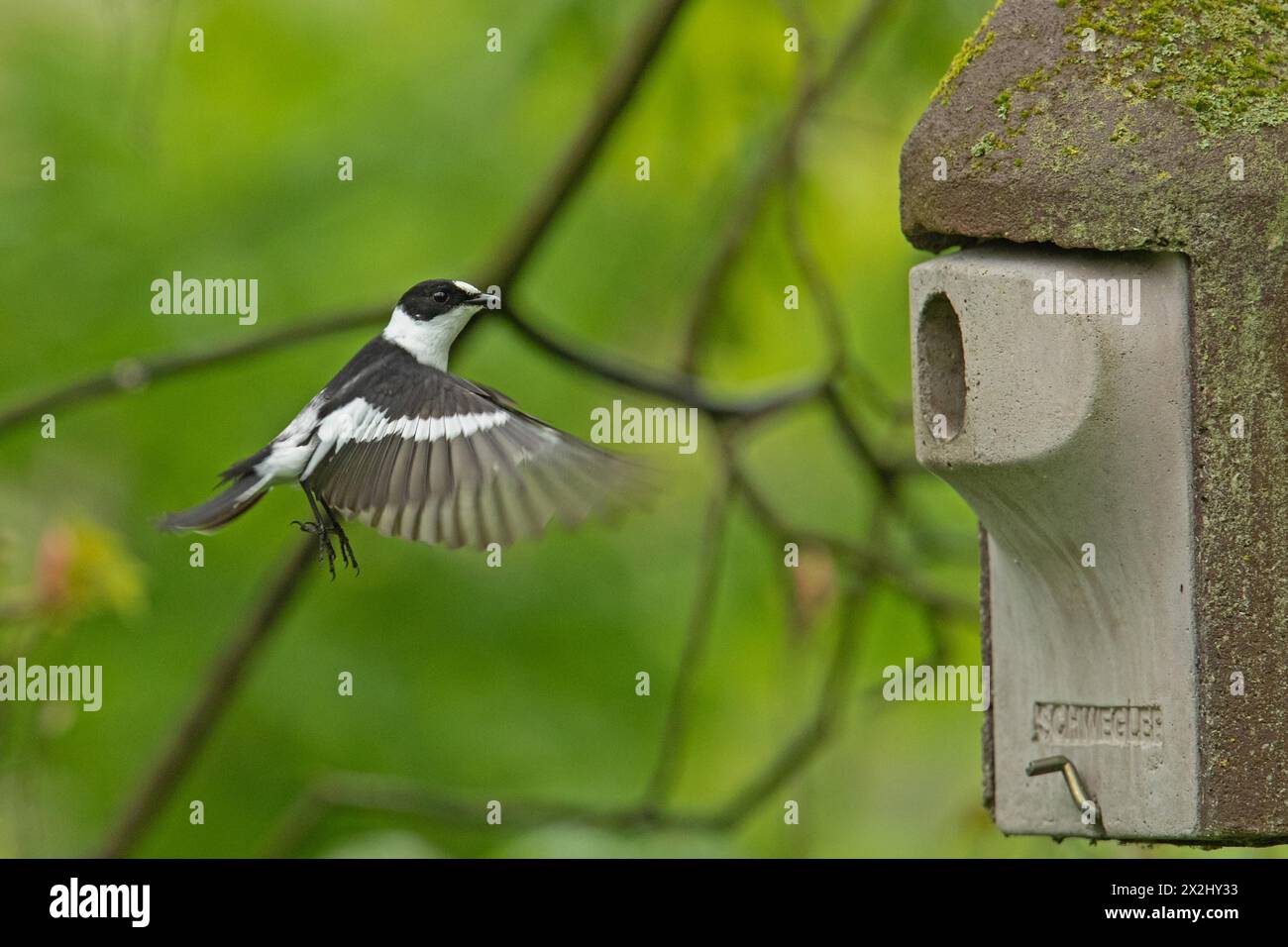 Collared flycatcher male with open wings flying in front of nesting box ...