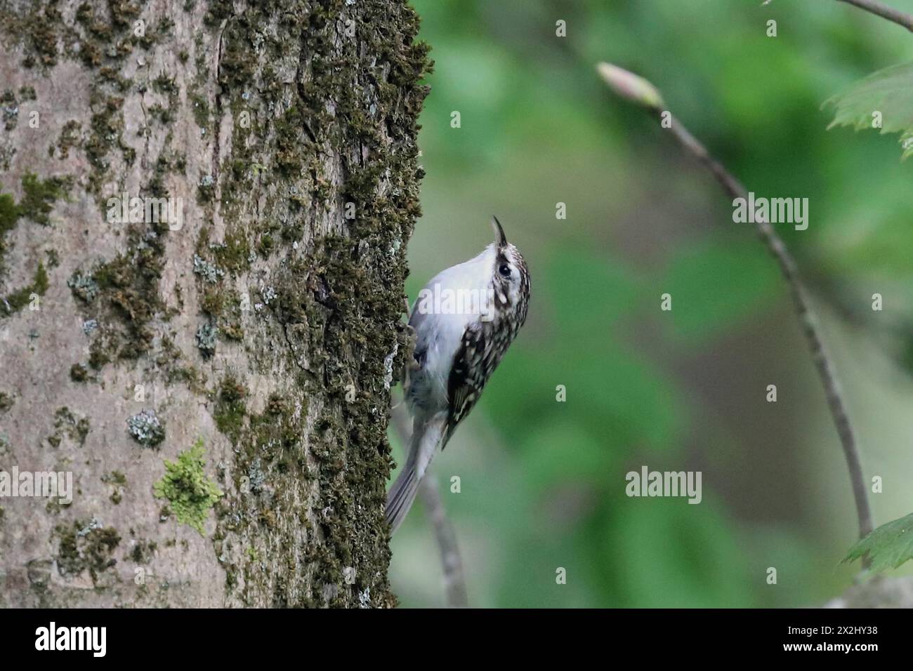 Treecreeper on trunk tree hi-res stock photography and images - Alamy
