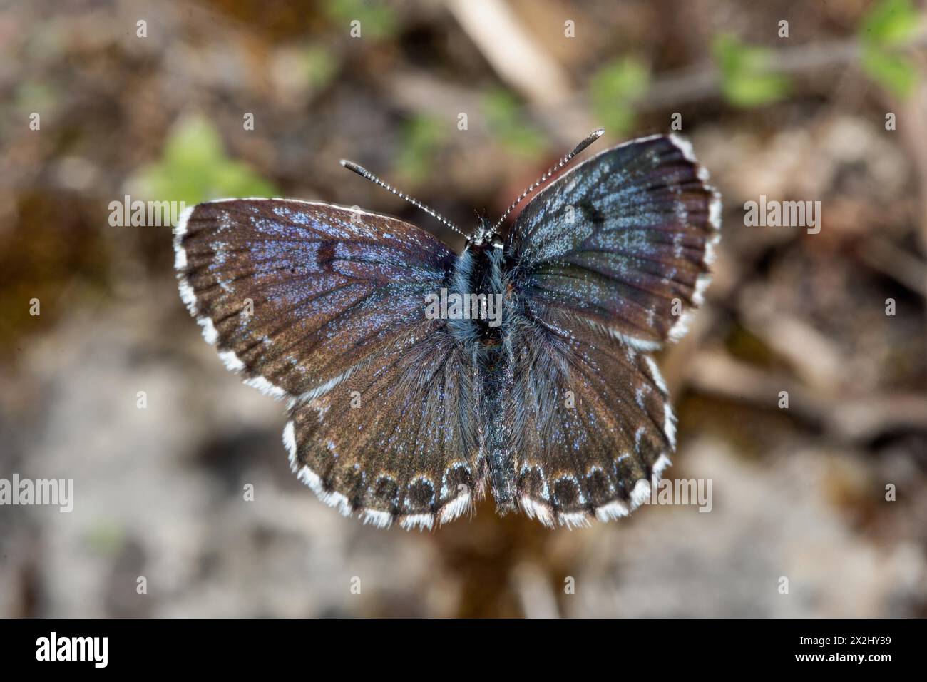 Fat-hen blue butterfly butterfly with open wings sitting from behind ...