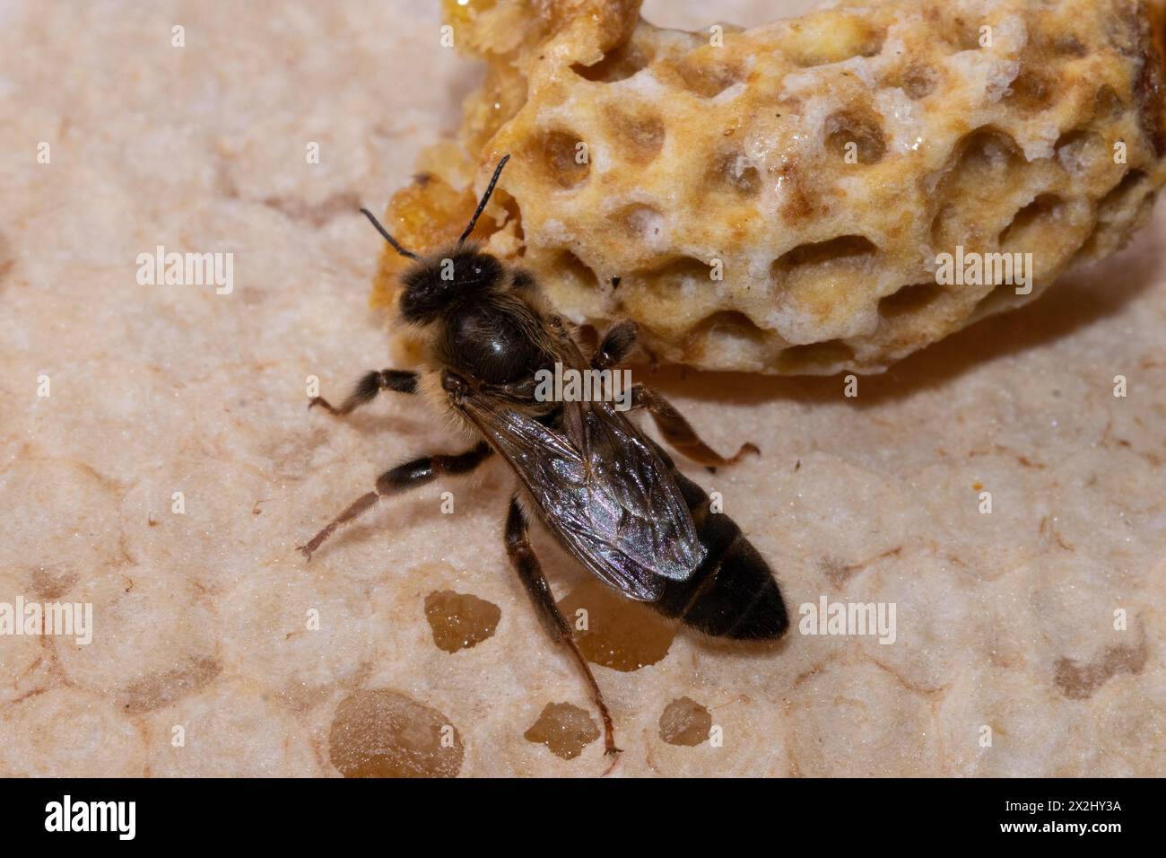 Honey bee queen sitting next to brood cell from behind Stock Photo - Alamy