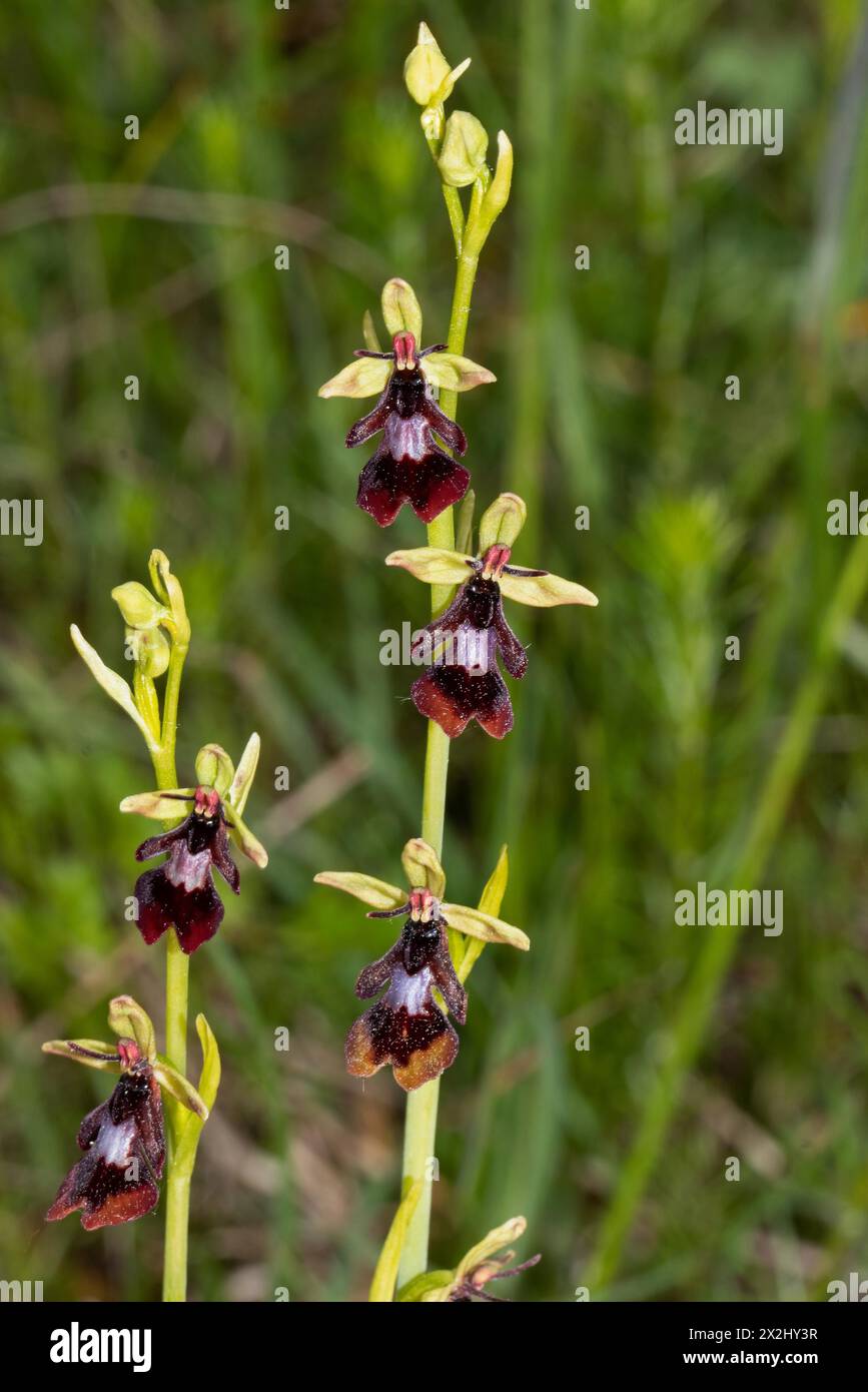 Fly orchid two inflorescences side by side with five open brown-blue ...