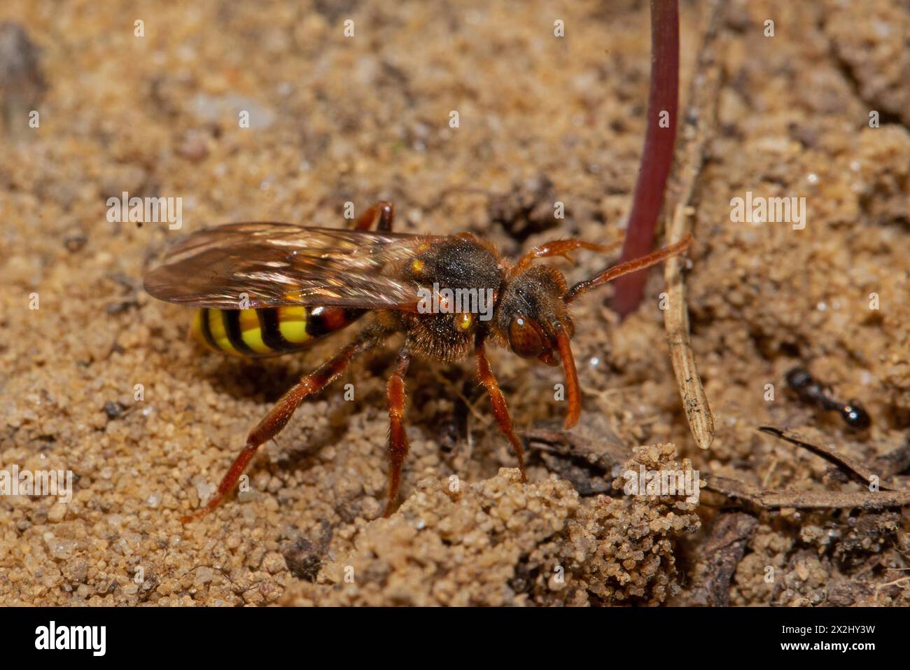 Red-headed wasp bee standing on sand looking right Stock Photo - Alamy