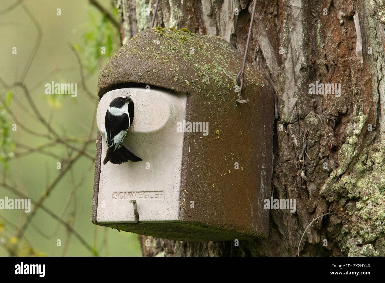 Collared flycatcher male with open beak hanging from nesting box on ...