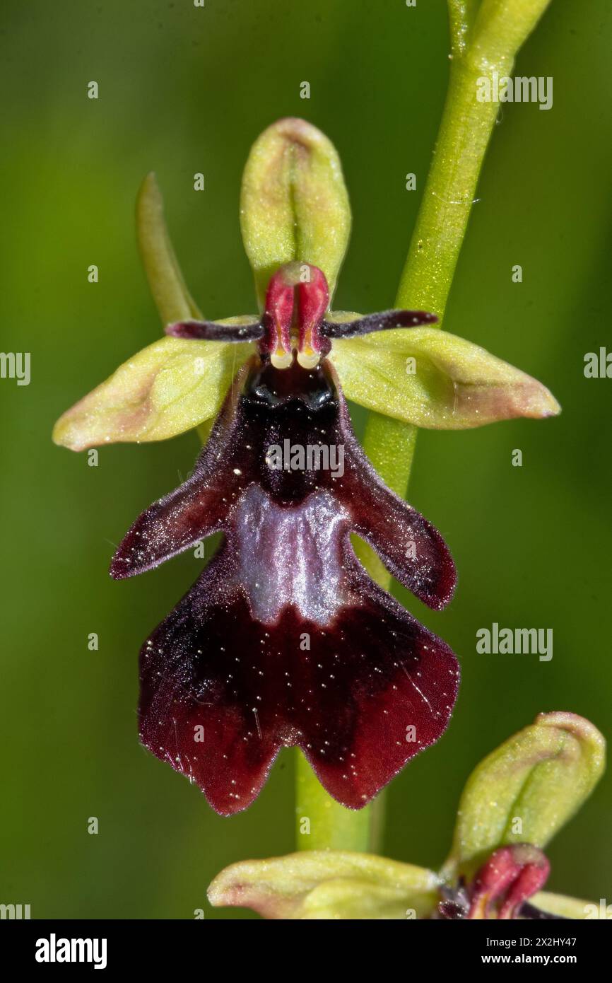 Fly orchid open brown-blue flower Stock Photo - Alamy