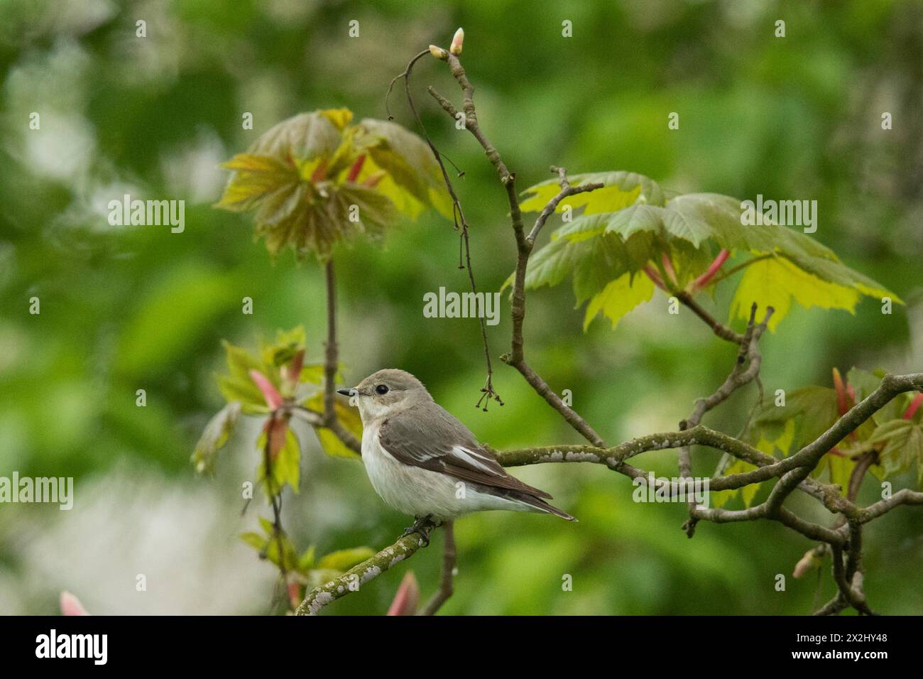 Collared flycatcher female sitting on branch with green leaves left ...