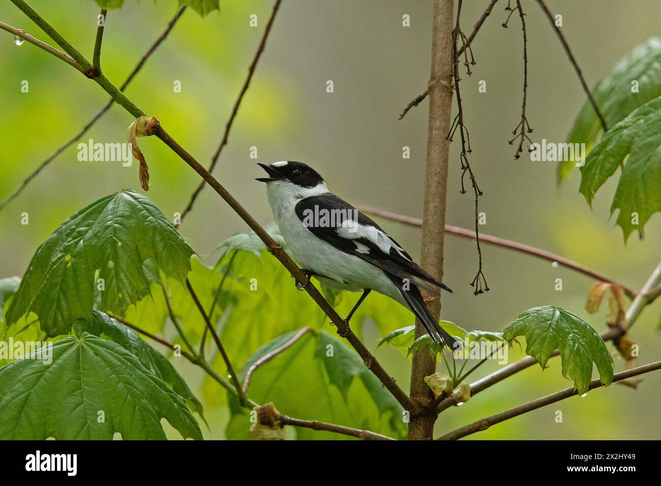 Collared flycatcher male with open beak sitting on branch with green ...