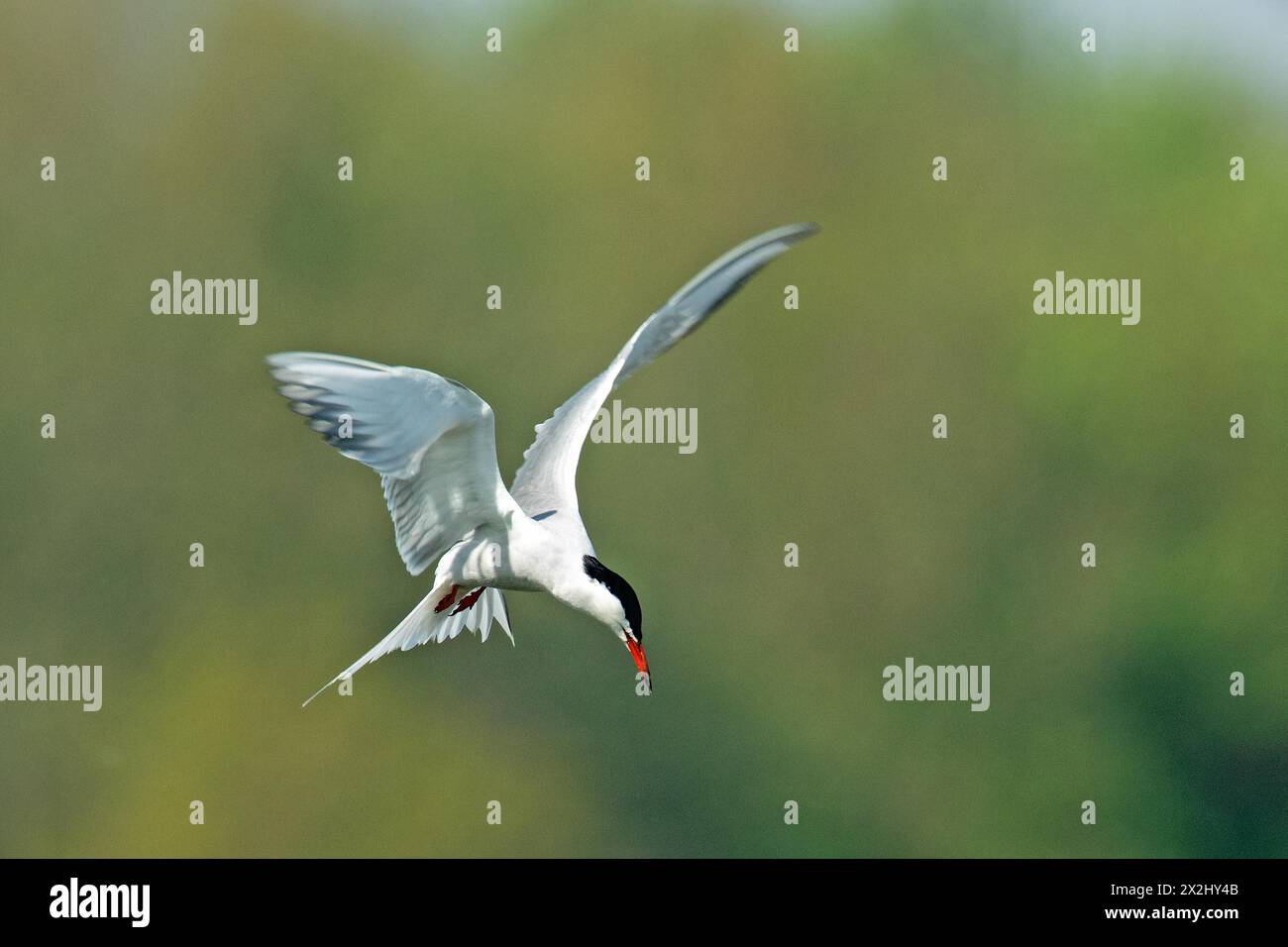 Common Tern flying with open wings looking down to the right Stock ...