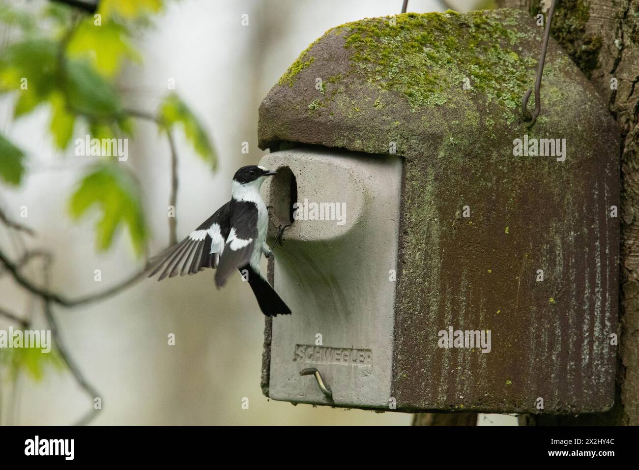 Collared flycatcher male with open wings hanging from nesting box on ...
