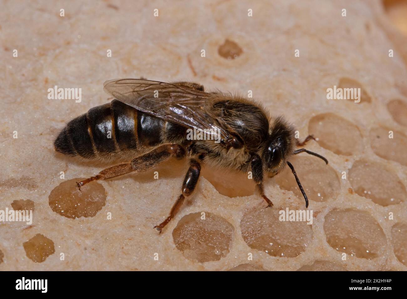 Female honey bees hi-res stock photography and images - Alamy