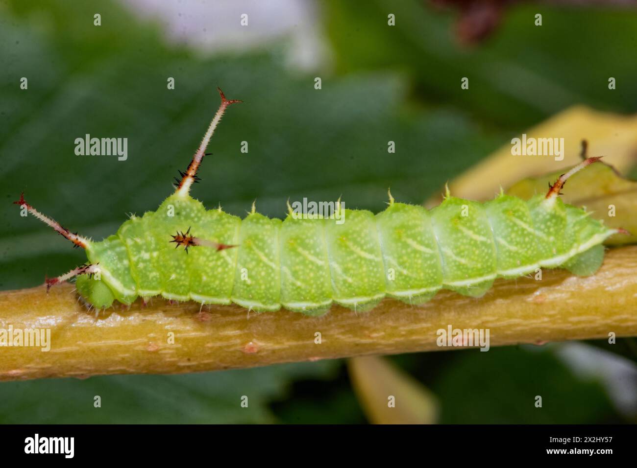 Nail spot young caterpillar in first instar with five red and white ...