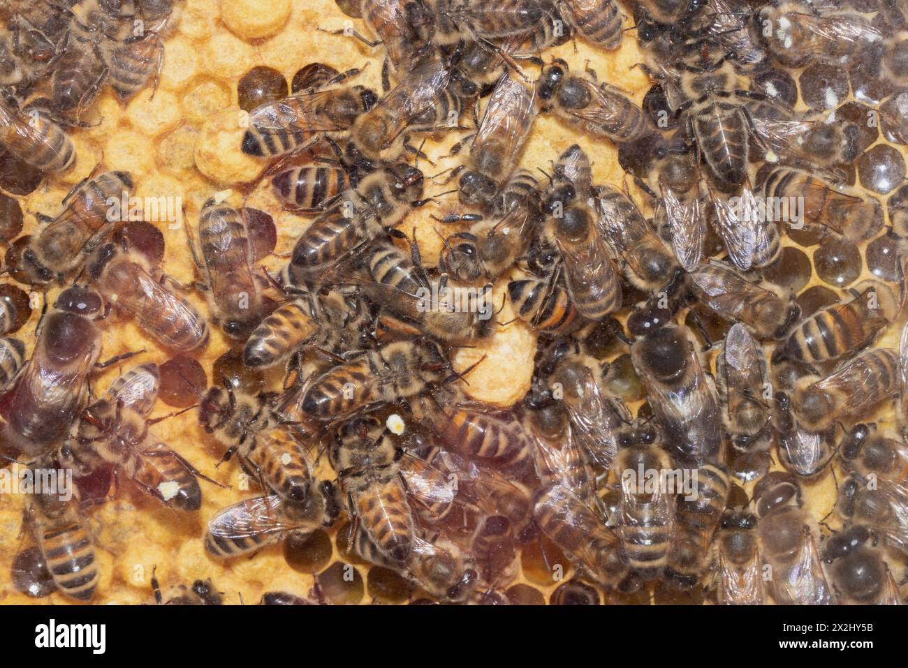 Honey bee many bees sitting on honeycomb different seeing Stock Photo ...