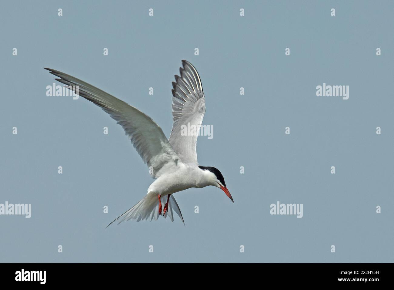 Common Tern with open wings flying right looking in front of blue sky ...