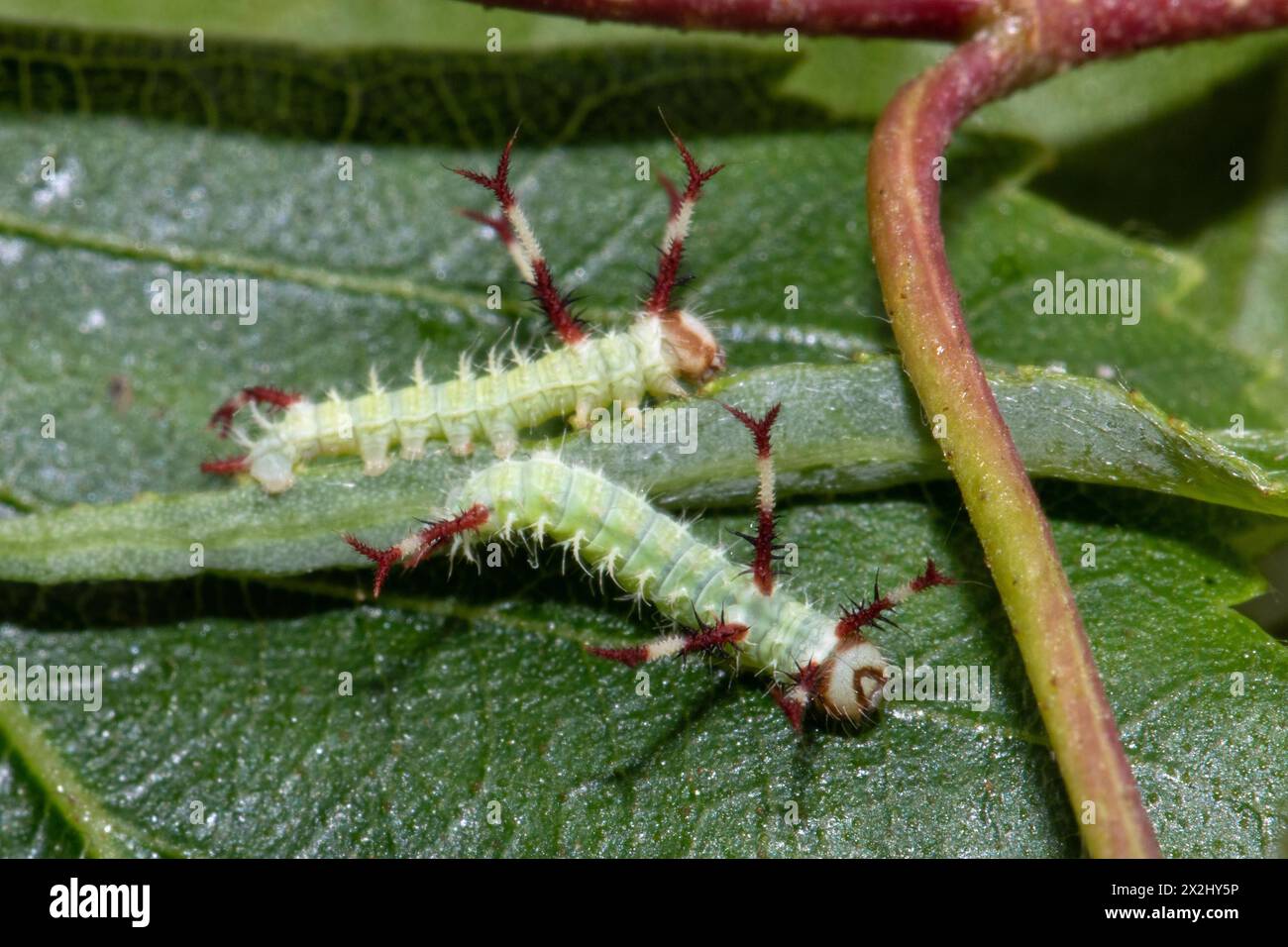 Nail spot two young caterpillars in the first instar with five red and ...