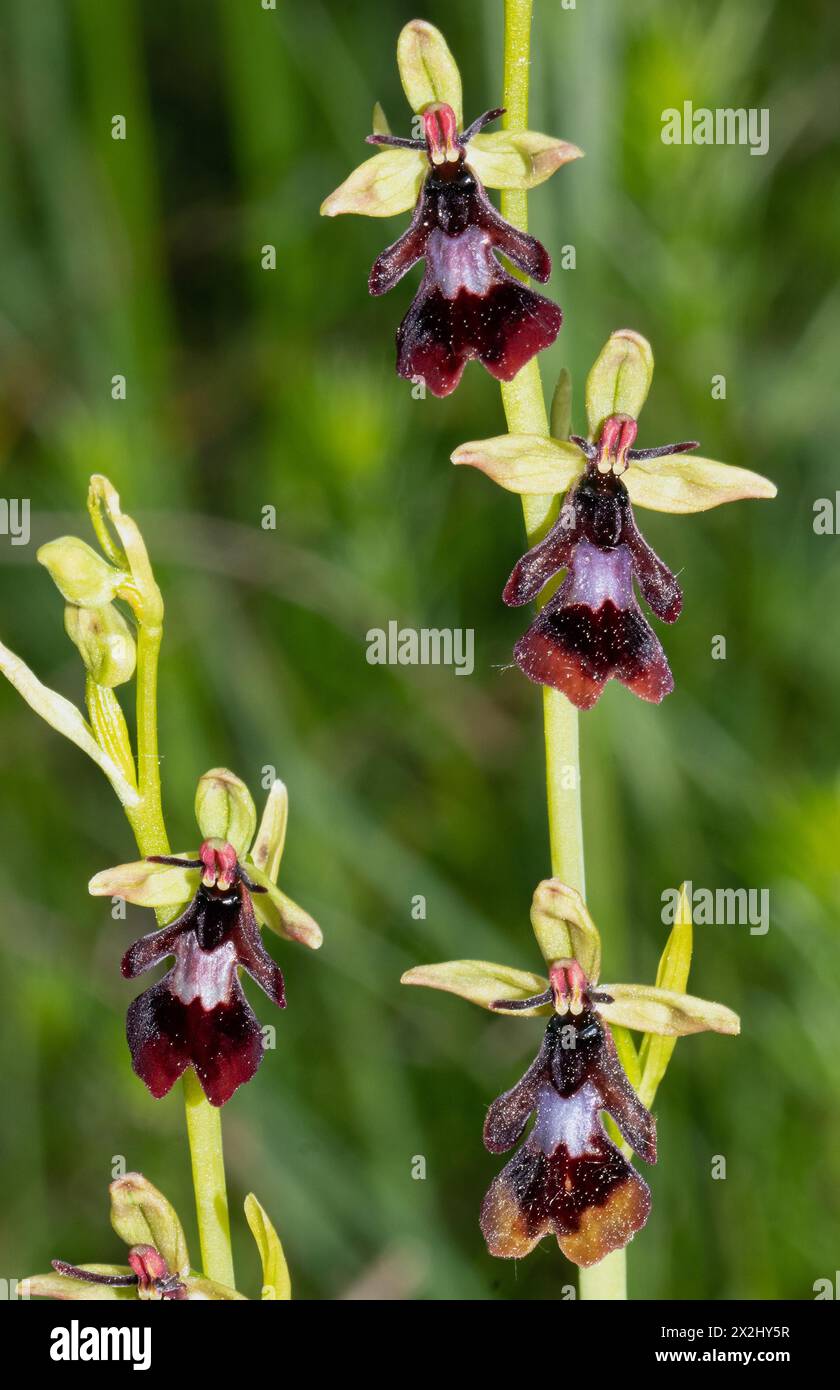 Fly orchid two inflorescences side by side with four open brown-blue ...