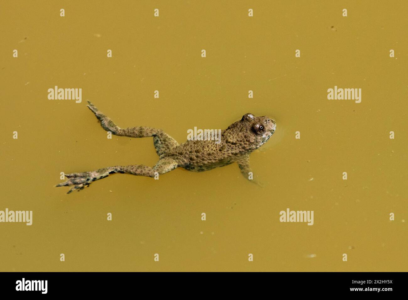 Yellow-bellied toad Toad swimming in water looking right Stock Photo ...