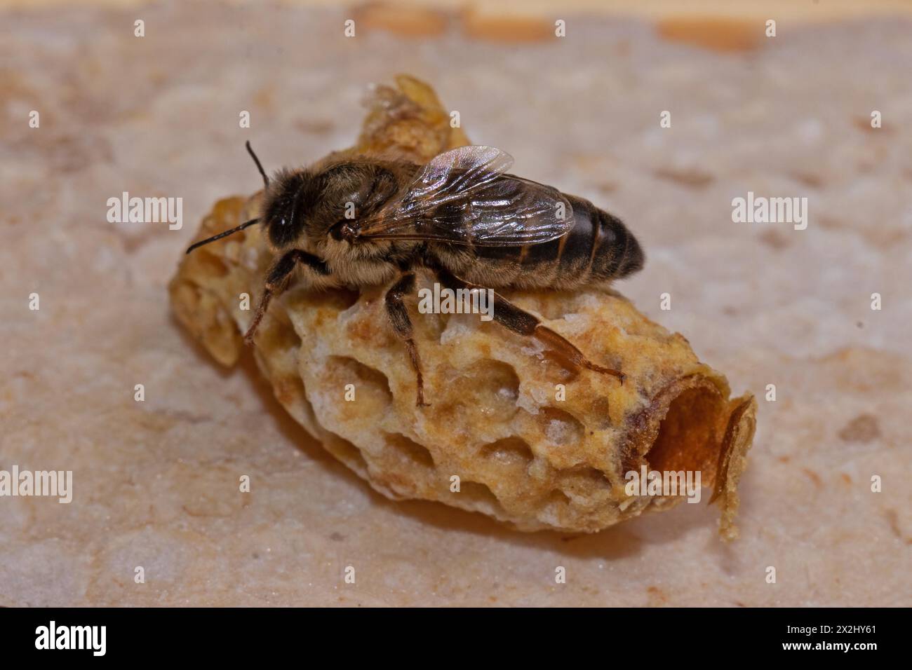 Female honey bees hi-res stock photography and images - Alamy