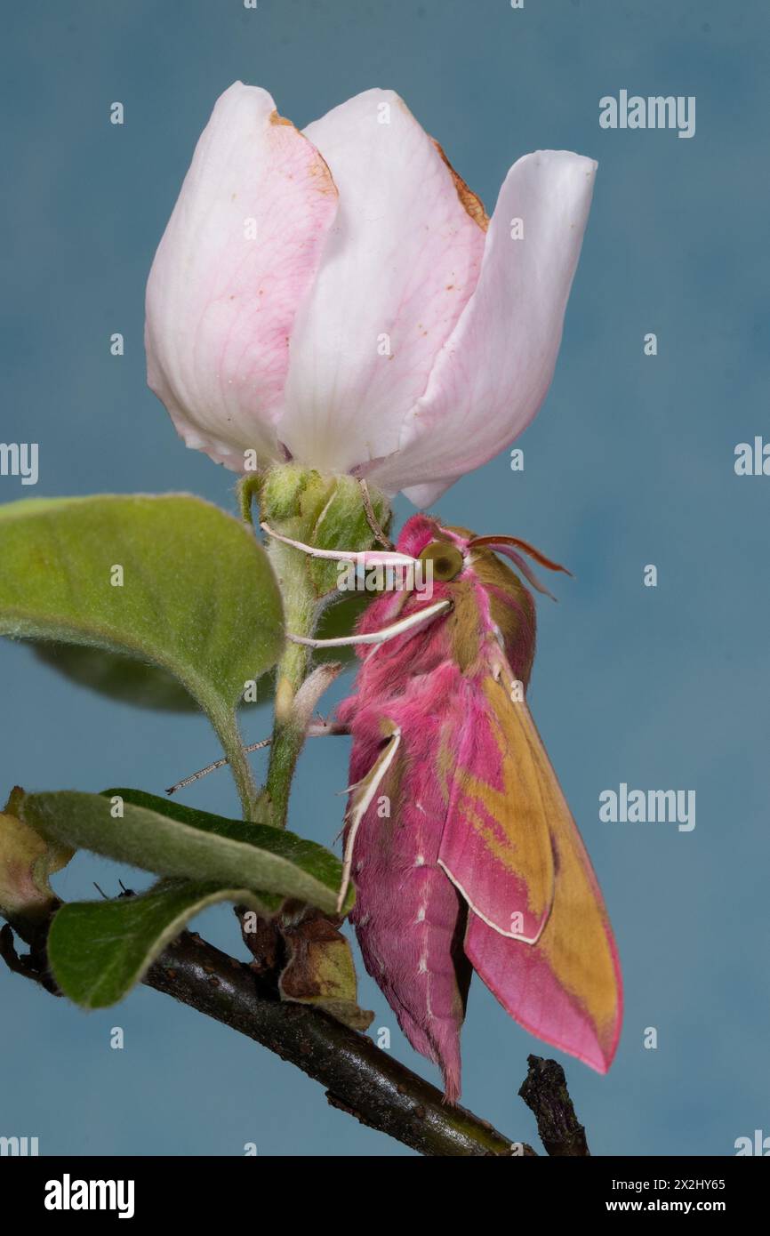 Medium vine hawk moth butterfly with closed wings hanging on green ...