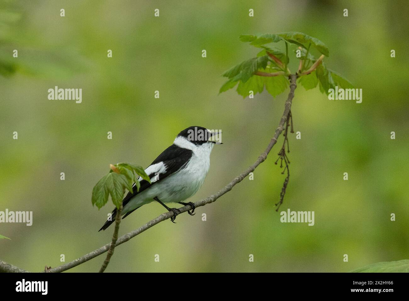 Collared flycatcher male with open beak sitting on branch looking right ...