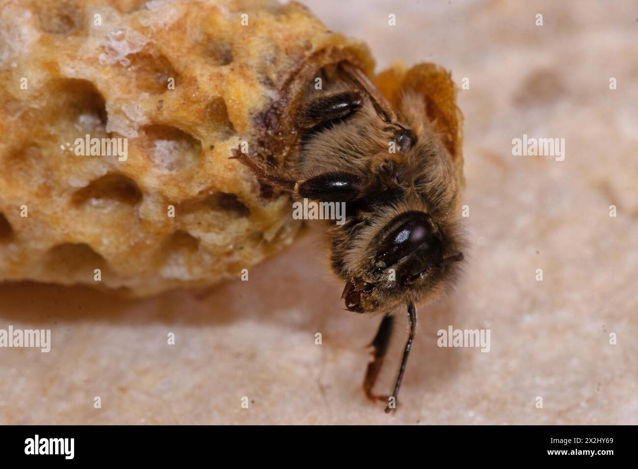 Honey bee queen hatching from brood cell looking right Stock Photo - Alamy