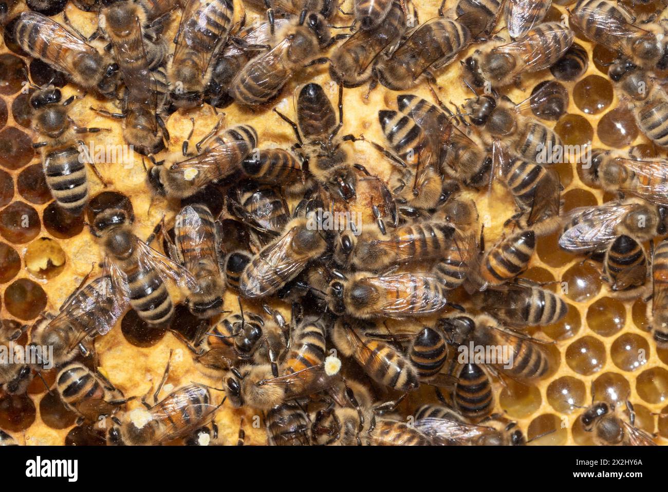 Many honey bees hi-res stock photography and images - Alamy