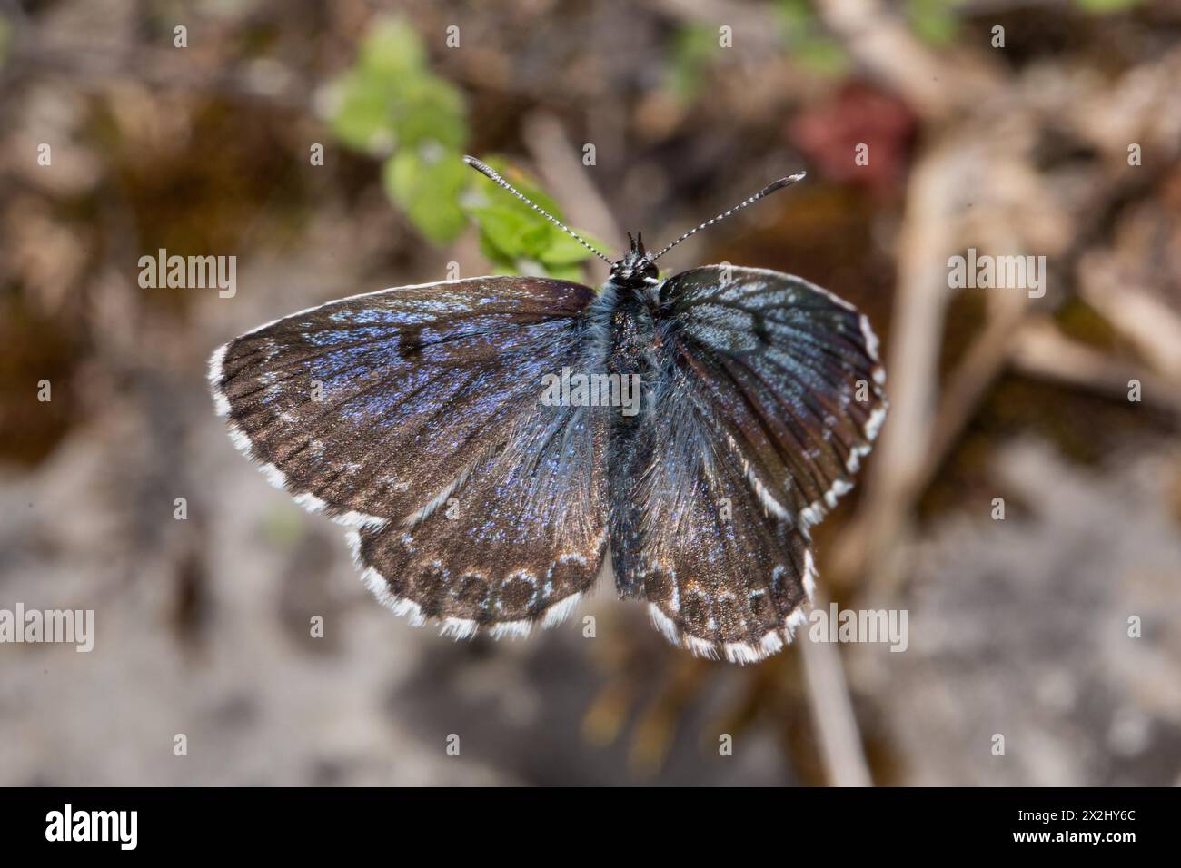Fat-hen blue butterfly butterfly with open wings sitting from behind ...