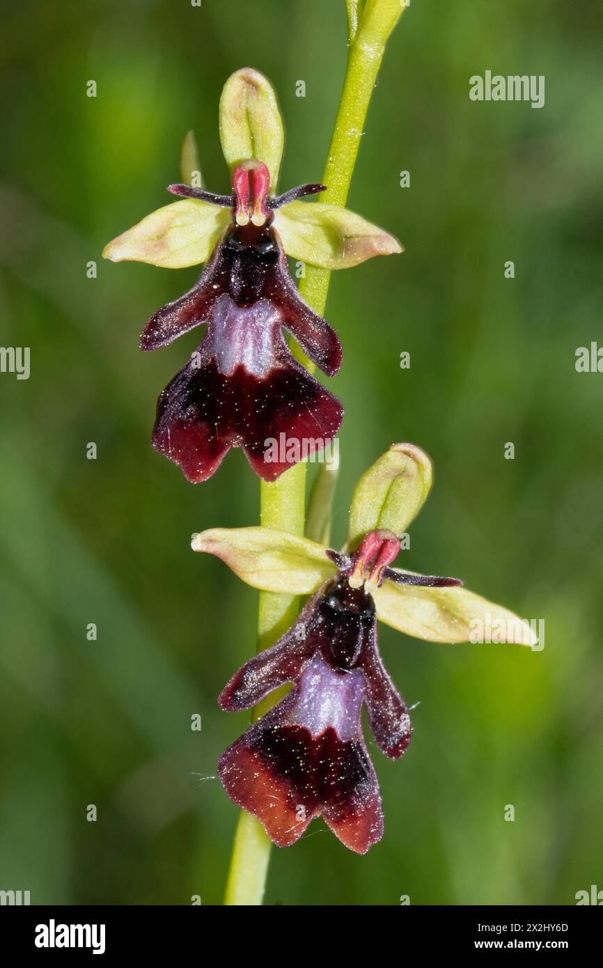 Fly orchid inflorescence with two open brown-blue flowers on top of ...