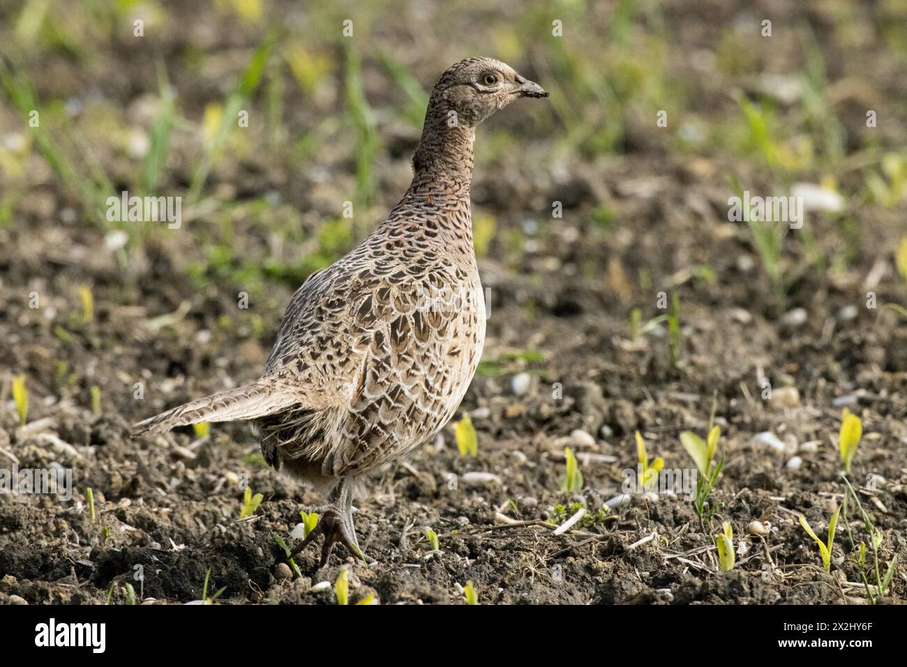 Pheasant female standing in field looking right Stock Photo - Alamy