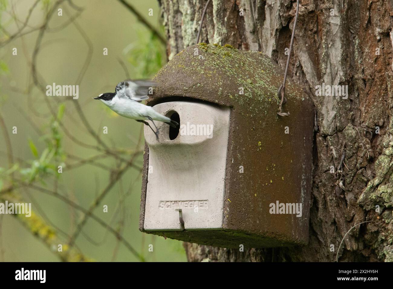 Collared flycatcher male with open wings flying out of nesting box on ...
