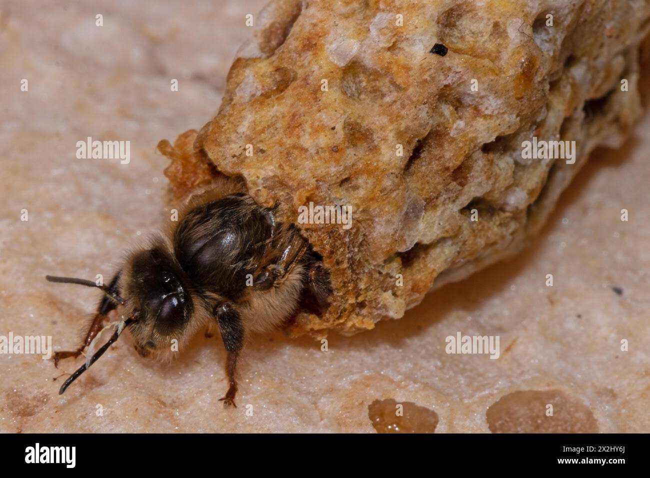 Honey bee queen hatching from brood cell looking left Stock Photo - Alamy