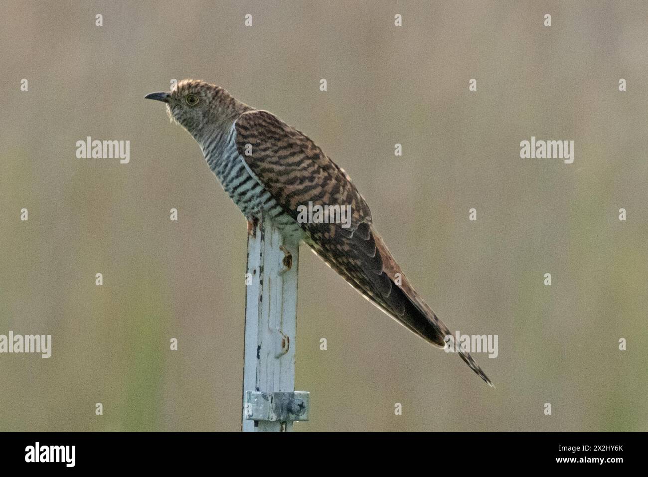 Female cuckoo sitting on wooden post looking left Stock Photo - Alamy