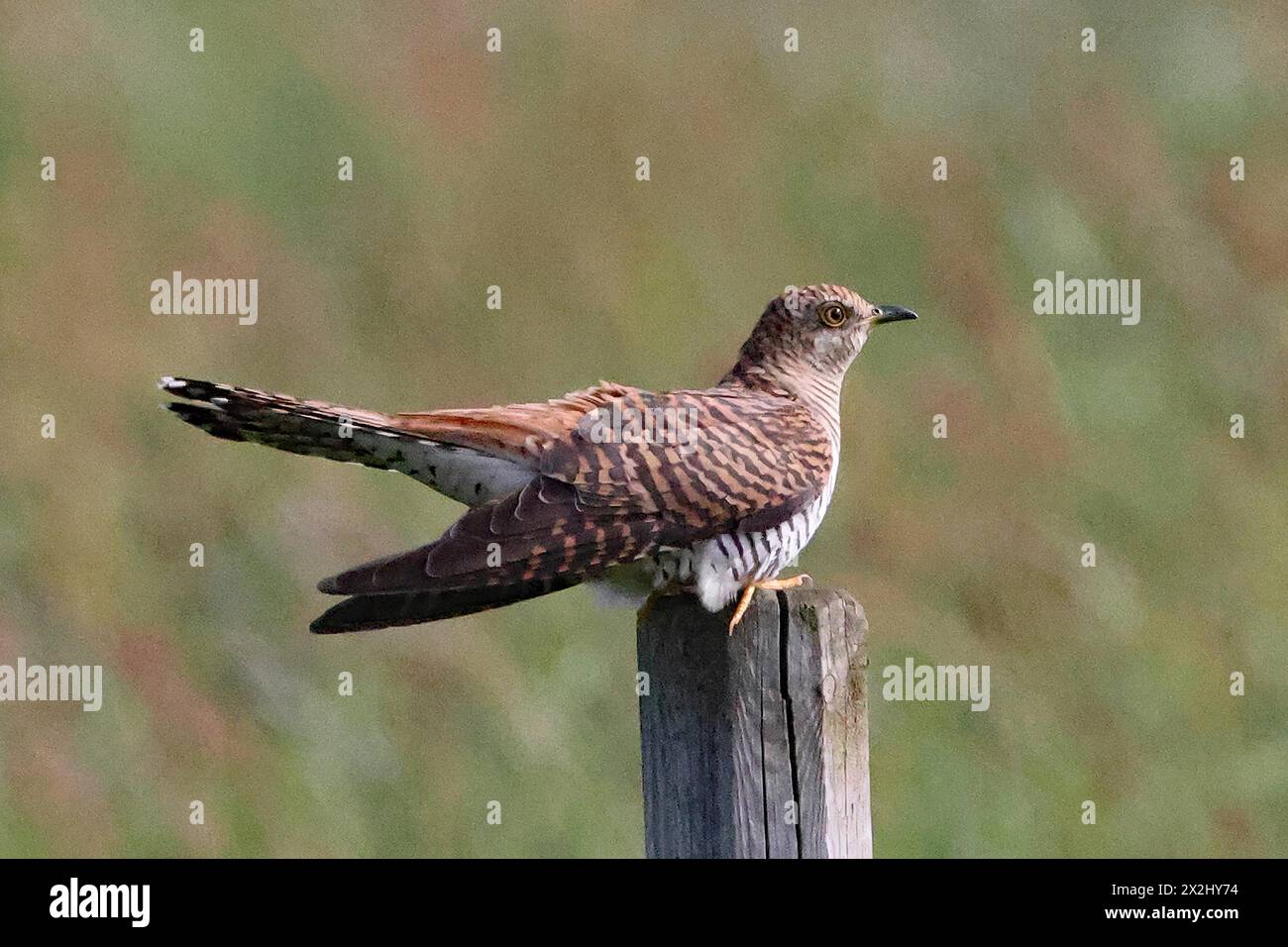 Common cuckoo female hi-res stock photography and images - Alamy