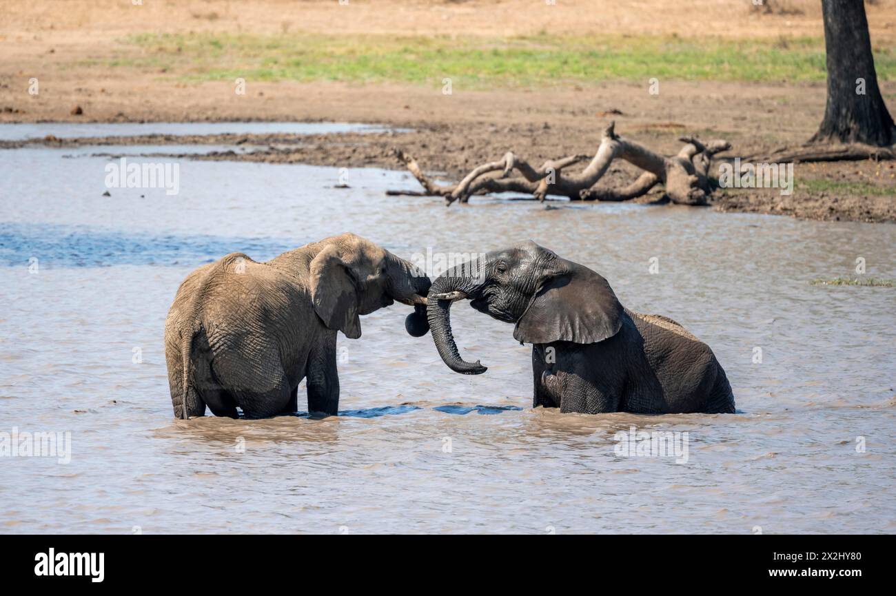 African elephant (Loxodonta africana), two elephants in the water ...