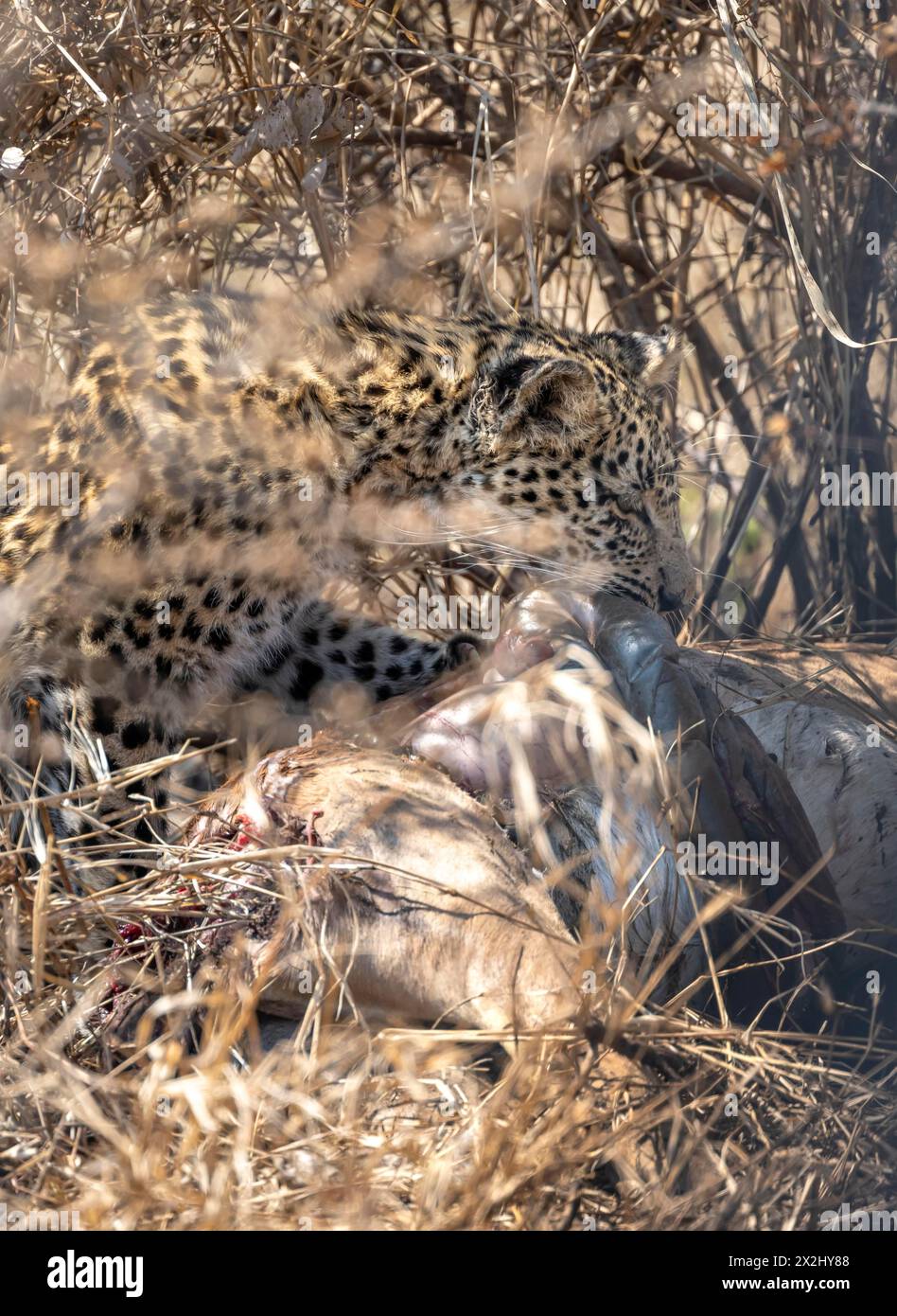 Leopard (Panthera pardus), adult female eating killed antelope, Kruger ...