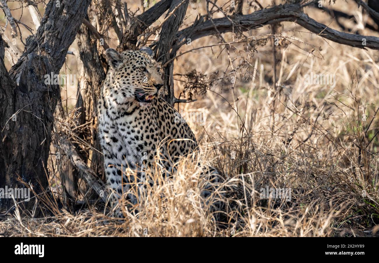 Leopard (Panthera pardus) sit, adult female, Kruger National Park ...