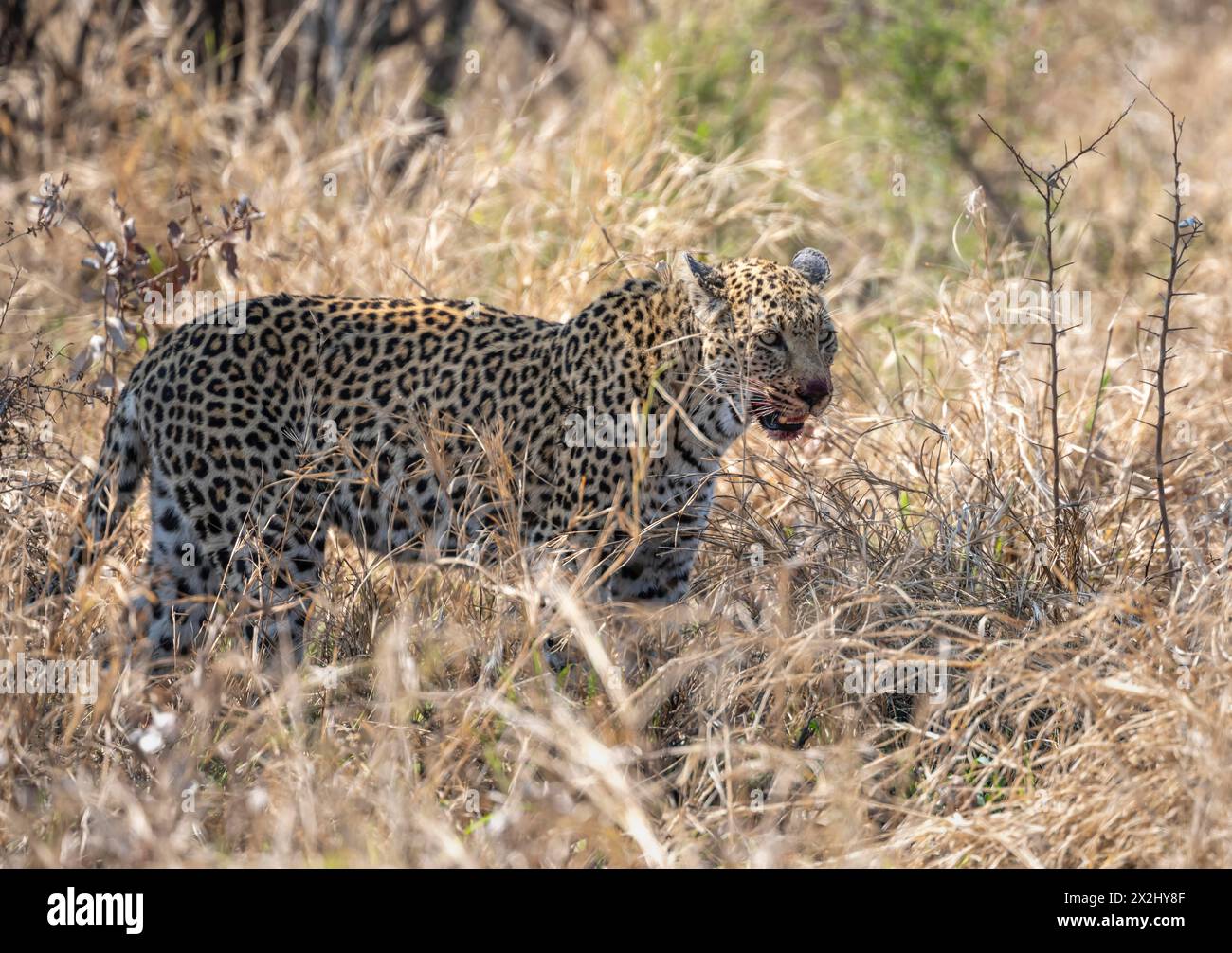 Leopard (Panthera pardus) running through dry grass, with bloody snout ...